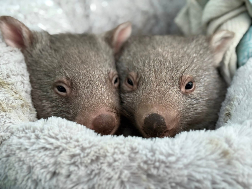 Beyond the Beach Jervis Bay: Wombat Help, Live Music, Dance