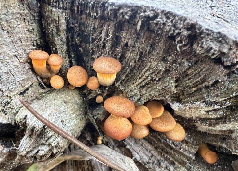 Jervis Bay Weekend Guide | Local Dining & Winter Festivals
